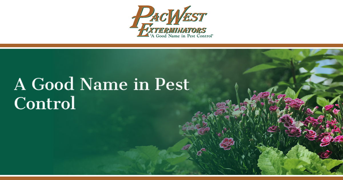 July 2024 Blogs | Pest Control in Newport Beach