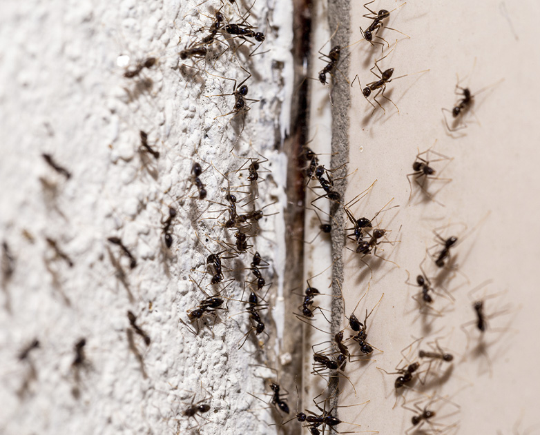 Spring Bugs in California